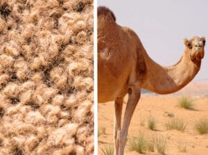 33 Types of Wool and Wool Fabric: A Detailed Guide for Dummies