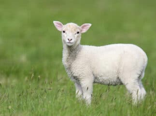 33 Types of Wool and Wool Fabric: A Detailed Guide for Dummies