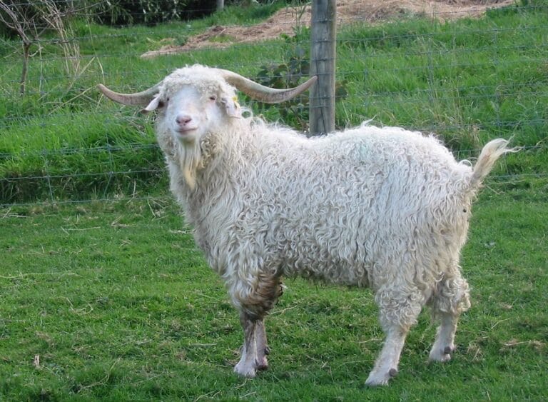 33 Types of Wool and Wool Fabric: A Detailed Guide for Dummies